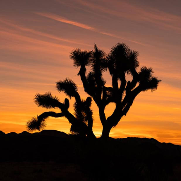 Palm Springs Vacation Rentals | Apek Rentals